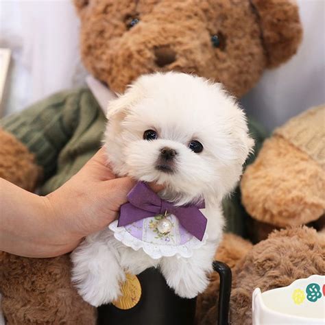 Buy Teacup Maltese Puppies In South Africa Kenny Teacup Kennel