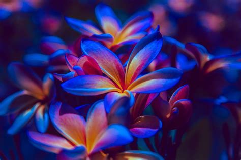 How Do Bees See Flowers At David Delarosa Blog