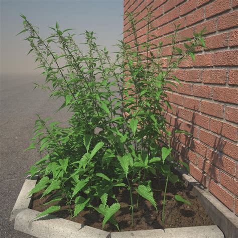 Common Nettle Grass 3d Model 39 Max Obj Fbx Free3d