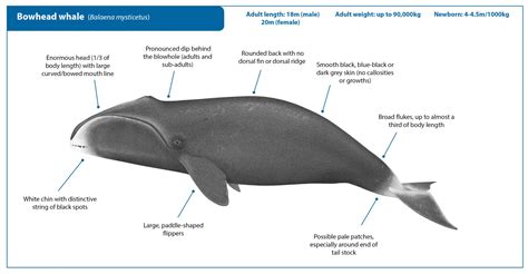 Bowhead Whale
