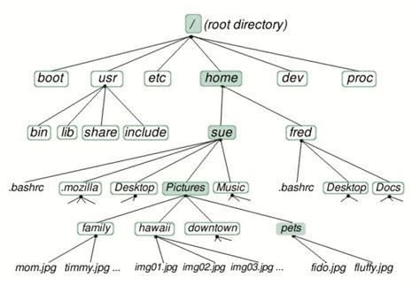 4 Arbres Cours De Terminale Nsi