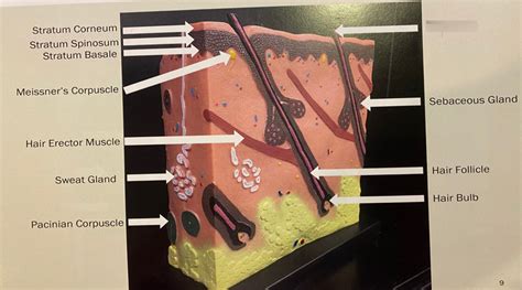 Histology Diagram Quizlet