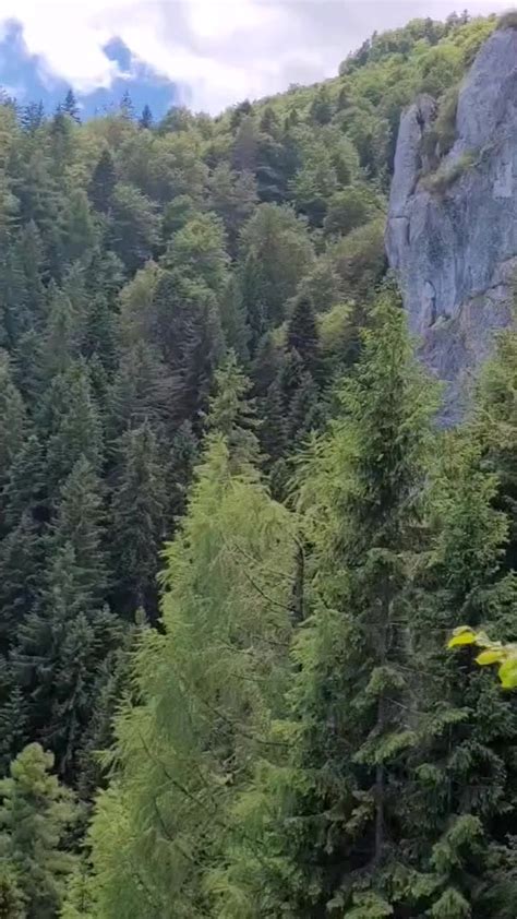 Un Neata La Cafea Cu Cantecul Naturii By Tralala Fane