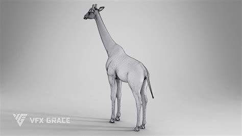 Giraffe Rig - MAYA Character Asset | VFX Grace
