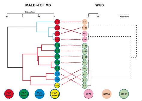 Tanglegram Of Maldi Biotyper Pca Principal Component Analysis Download Scientific Diagram