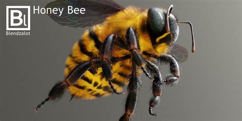 Honey Bee Blender Market