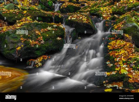 Sumny And Bily Creek In Autumn Wet Morning In Jeseniky Mountains Stock