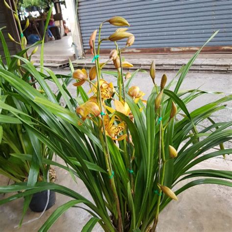 กล้วยไม้ ซิมบิเดียมสีเหลือง เชนรูบี้ กอสูง 90 ซม และ 60 ซม Cymbidium