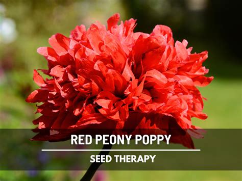 Peony Poppy Red Seeds Heirloom Flower Vibrant Red Blooms Ruffled