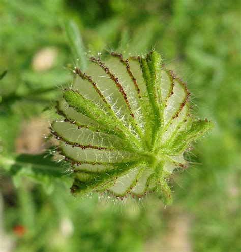 Hibiscus Trionum Wikiwand
