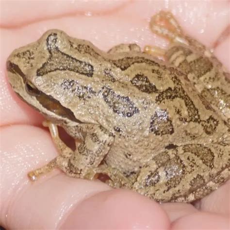 Frogs In Montana 10 Vibrant Species