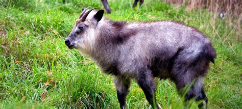 Definitive Guide To Greater Kudu Facts Habitat Conservation Status