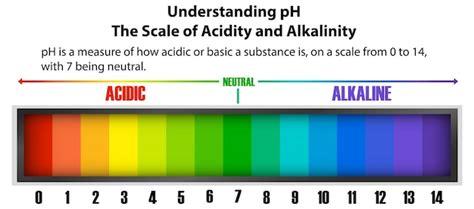Free Vector Understanding The Ph Scale