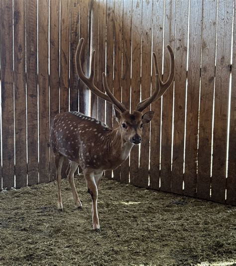 Wildlife Buyer Llc 10 Axis Buck