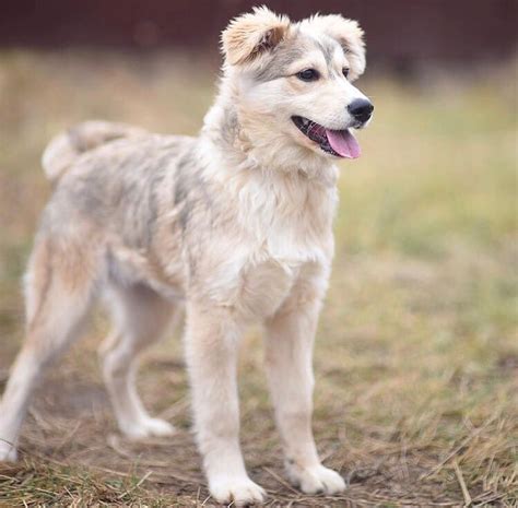 18 Australian Shepherds Mixed With Husky Artofit
