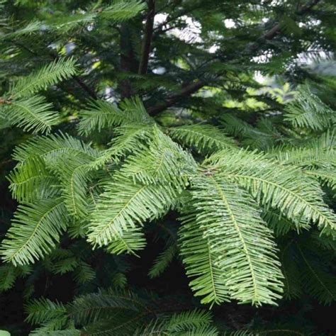 Grand Fir Abies Grandis 10 Seeds 34