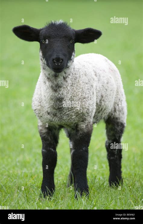 Black Faced Lamb