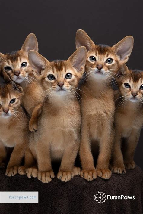 21 Gorgeous Cat Breeds With Pictures