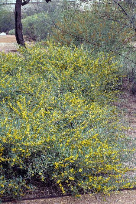 Water Efficient Plants Guide