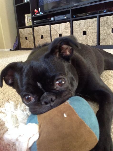 Adorable Bug Puppies Boston Terrier And Pug Mix