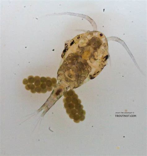 Arthropod Order Copepoda Copepods