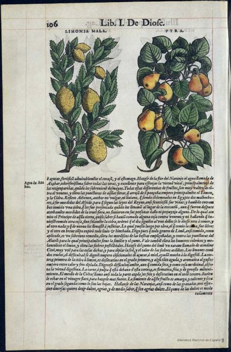 De Materia Medica De Dioscorides Amberes 1555 Libro I 106