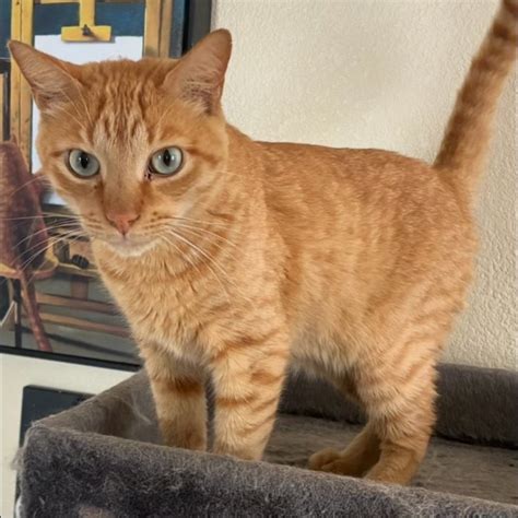 Winnies Name Harry Mountbatten Windsor Age 4 Years Breed