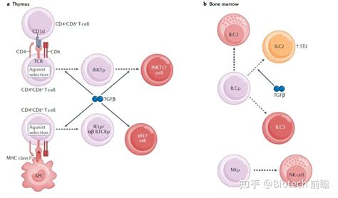 自然子刊丨TGFβ对肿瘤免疫应答的控制整体免疫肿瘤学的视角 知乎