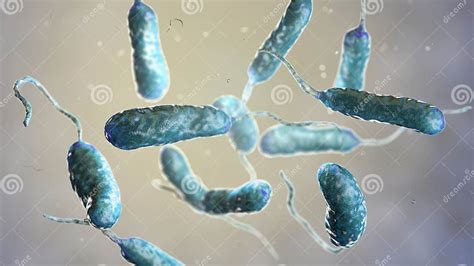 Bacterium Vibrio Vulnificus The Causative Agent Of Serious Seafood