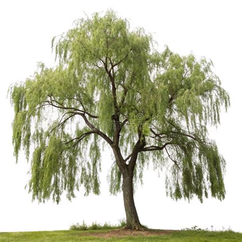 Isolated Willow Tree With Lush Green Foliage Isolated On White