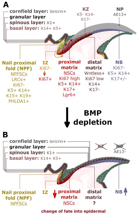 The Potential Of Nail Mini Organ Stem Cells In Skin Nail And Digit