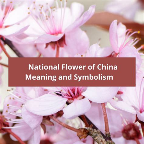 Plum Blossom Chinese Symbolism Plum Blossom China Huyhv