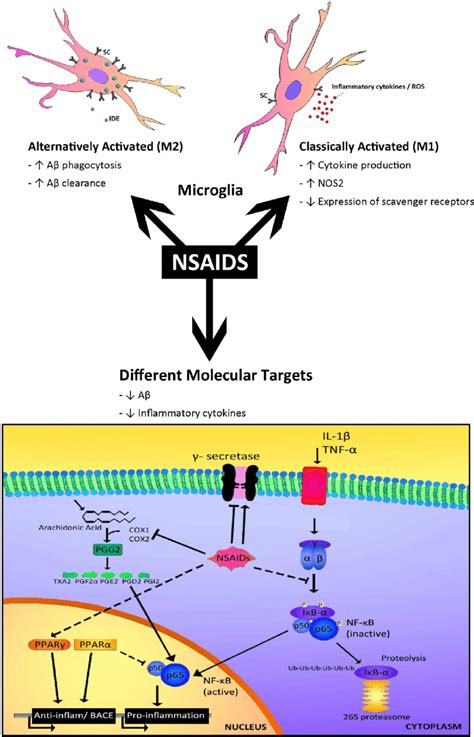 Different Targets For Nsaids The Response To Nsaids May Differ