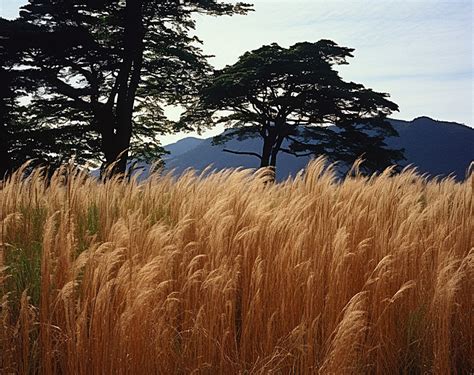Tall Grass Tall Tall Tree Background Autumn Season Day Background