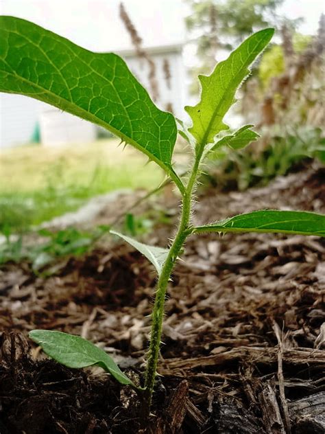 Prickly Stem By Outsidetheworld791 On Deviantart