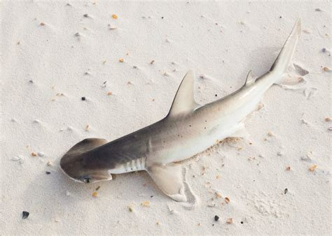 Bonnethead Shark