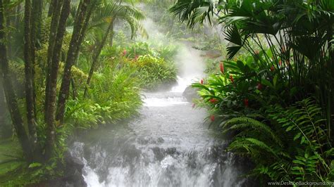 4k Jungle Desktop Wallpapers Top Free 4k Jungle Desktop Backgrounds Wallpaperaccess