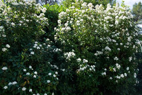 Evergreen Shrubs