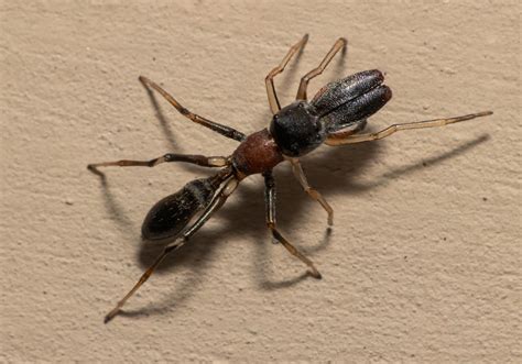 Bicolor Ant Mimick Jumping Spider Myrmarachne Melanocephala Bali