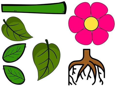 Pin De Shkurpela Oksana En Освіта Maquetas De Plantas Crecimiento De