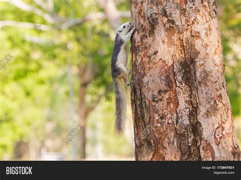 Cute Gray Squirrel Image And Photo Free Trial Bigstock