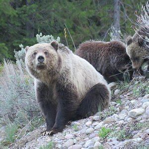 2025 ラマー リバー バレー デイ ハイキング ツアー、提供元：the Wildland Trekking Company