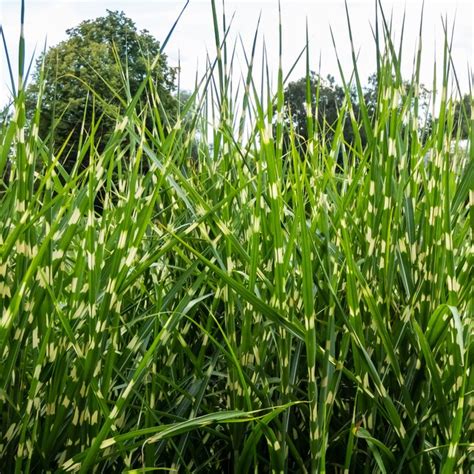 National Plant Network Miscanthus Bandwidth Dwarf Maiden Grass Plant In