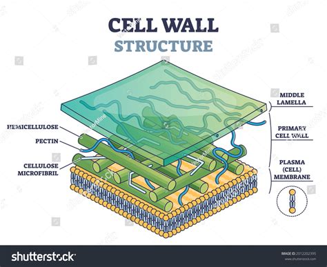 Cell Wall Structure Plant Cellular Parts Stock Vector Royalty Free 2012202395 Shutterstock