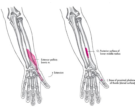 Abductor Pollicis Longus Origin