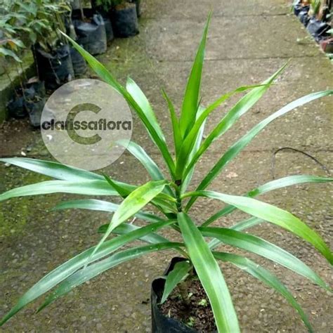 Jual Tanaman Daun Suji Pohon Daun Suji Pohon Suji Pewarna Makanan Alami Shopee Indonesia