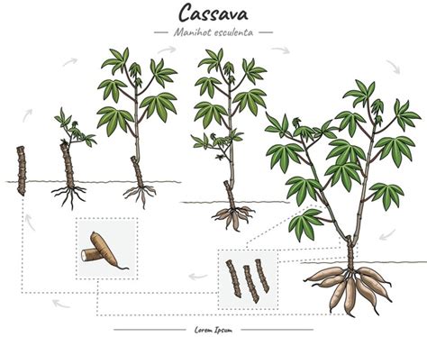 23 Cassava Processing Stock Vectors And Vector Art Shutterstock