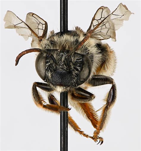 Melissodes Bugguide Net