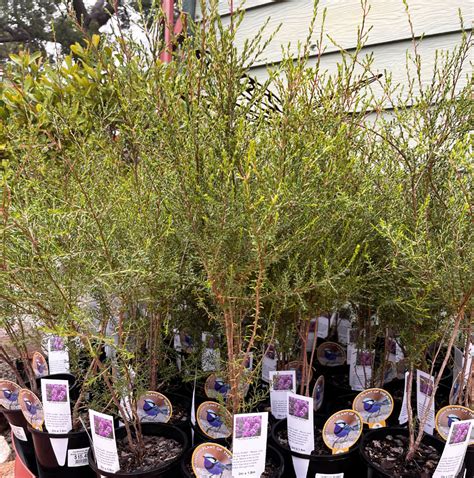 Zanthorrea Nursey Our Plants