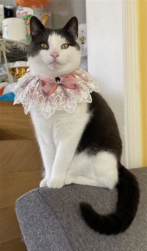 What A Fancy Lad My Bug Is Rpiebaldcats